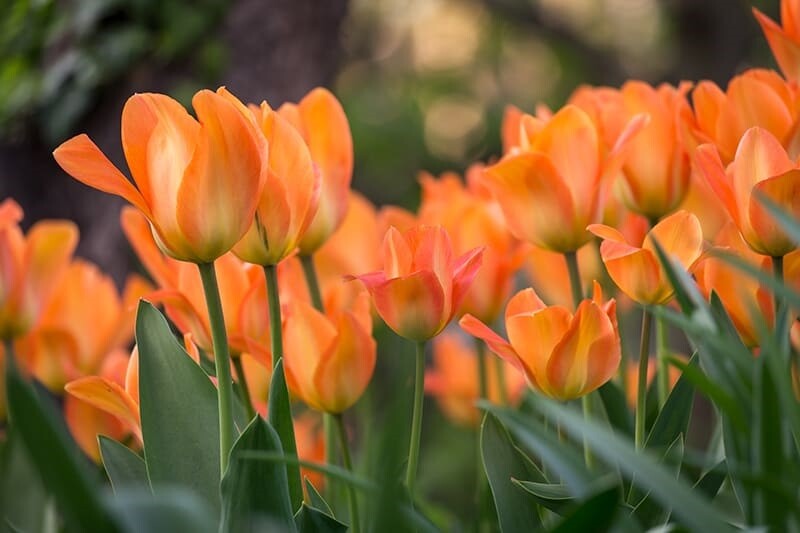 OBITUARY: Catherine Ann Peay - Robertson County Source