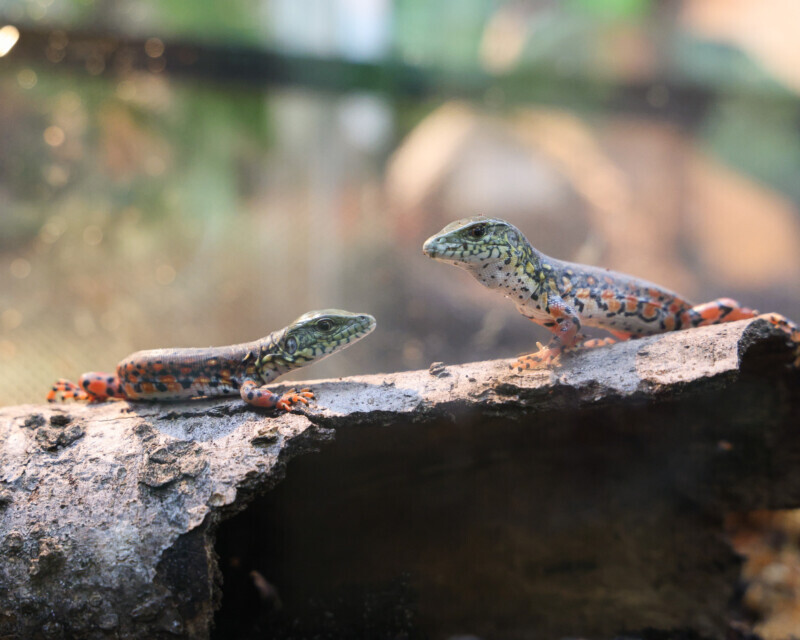 Nashville Zoo Becomes First to Hatch Crocodile Tegus - Robertson County ...